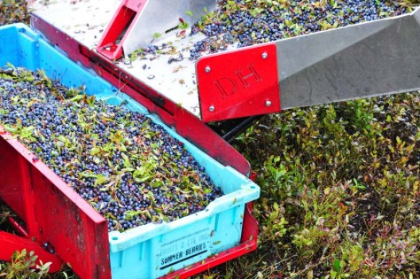 La récolte des bleuets | Rue Rivard