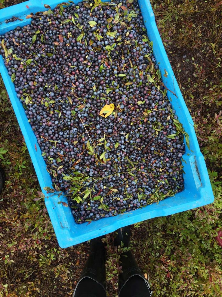 La récolte des bleuets | Rue Rivard